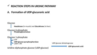 10 carbohydrate Metabolism for medical students | PPTX