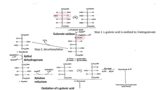 10 carbohydrate Metabolism for medical students | PPTX