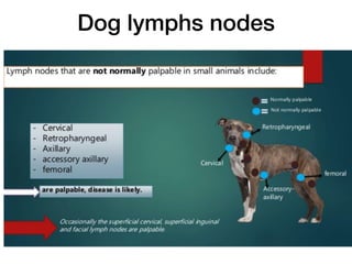 Retropharyngeal Lymph Nodes Dog