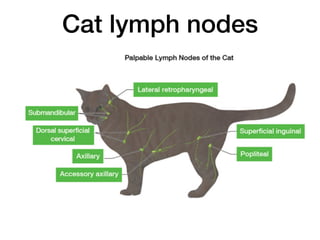 10 clinical examination lymph nodes | PDF | Death, Injury, or Military ...