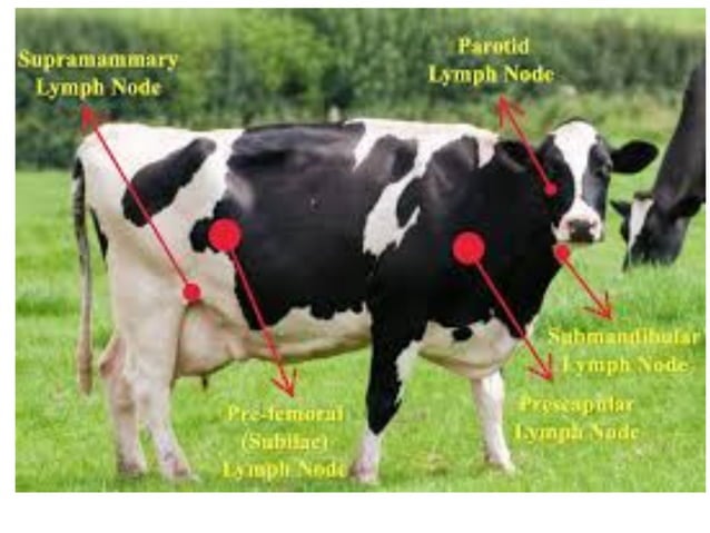 10 Clinical Examination Lymph Nodes