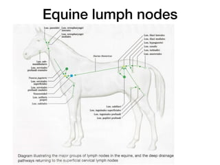 10 clinical examination lymph nodes | PDF