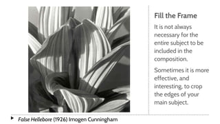 10 Compositional Theories of Still Photography | PDF
