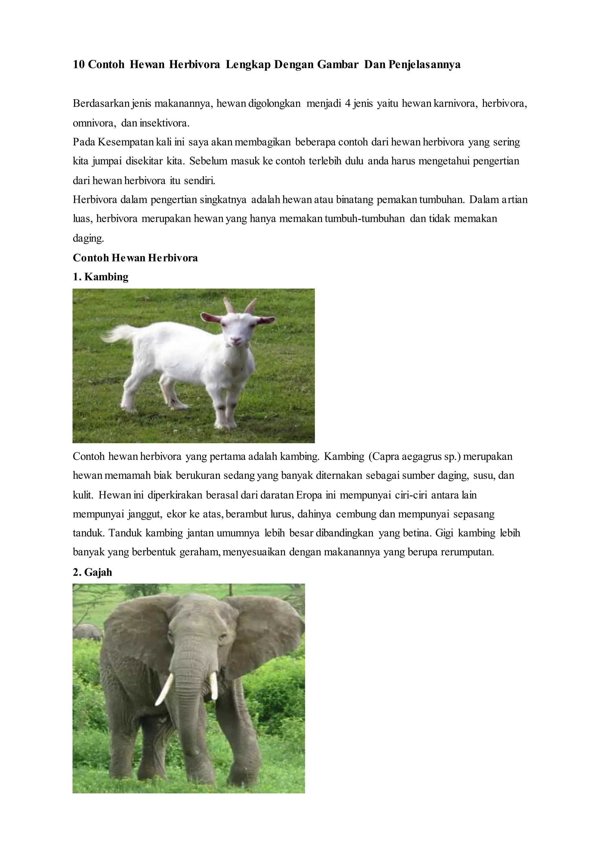 10 contoh hewan herbivora lengkap dengan gambar beserta penjelasannya ...