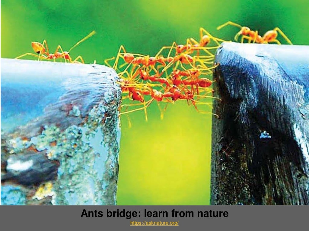 Ants bridge: learn from nature