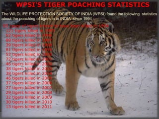 10 C project tiger.pptx