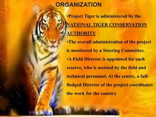 10 C project tiger.pptx