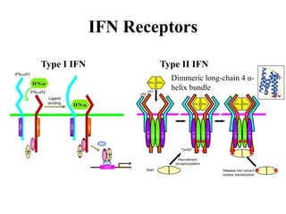 10 cytokineJAKSTAT.pdf in cell signaling | PDF