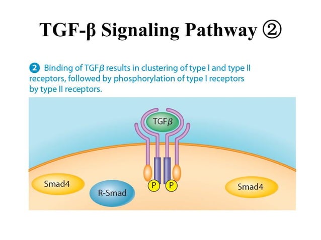 10 cytokineJAKSTAT.pdf in cell signaling | PDF