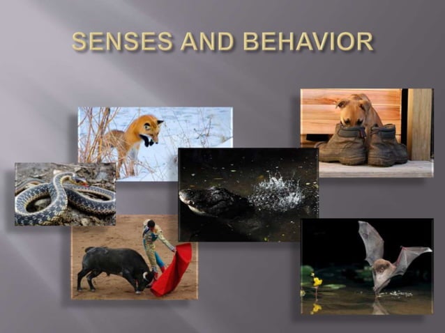 History of Animal Behavior1 | PPTX