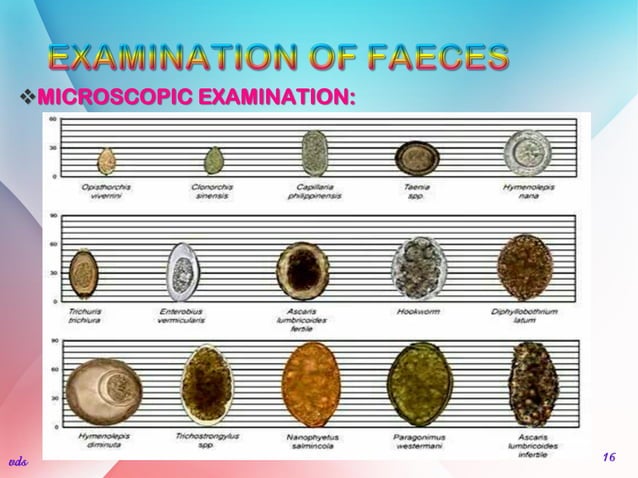 10 DIAGNOSTIC PROCEDURES IN PARASITOLOGY.pdf