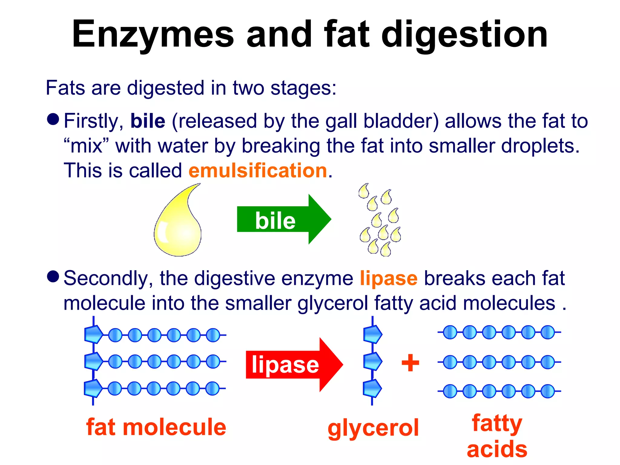 Y7 Life 10 digestive enzymes | PPT