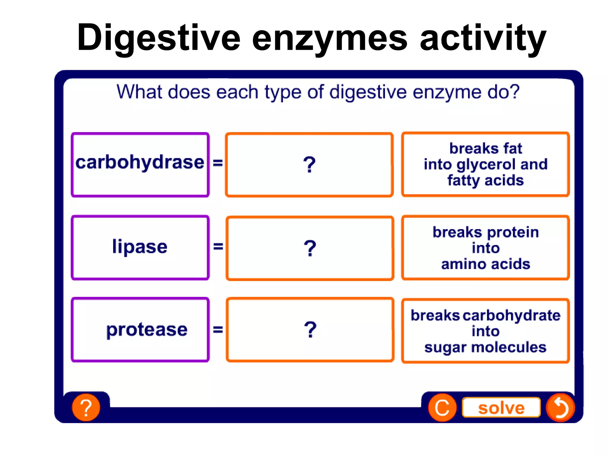 Y7 Life 10 digestive enzymes | PPT