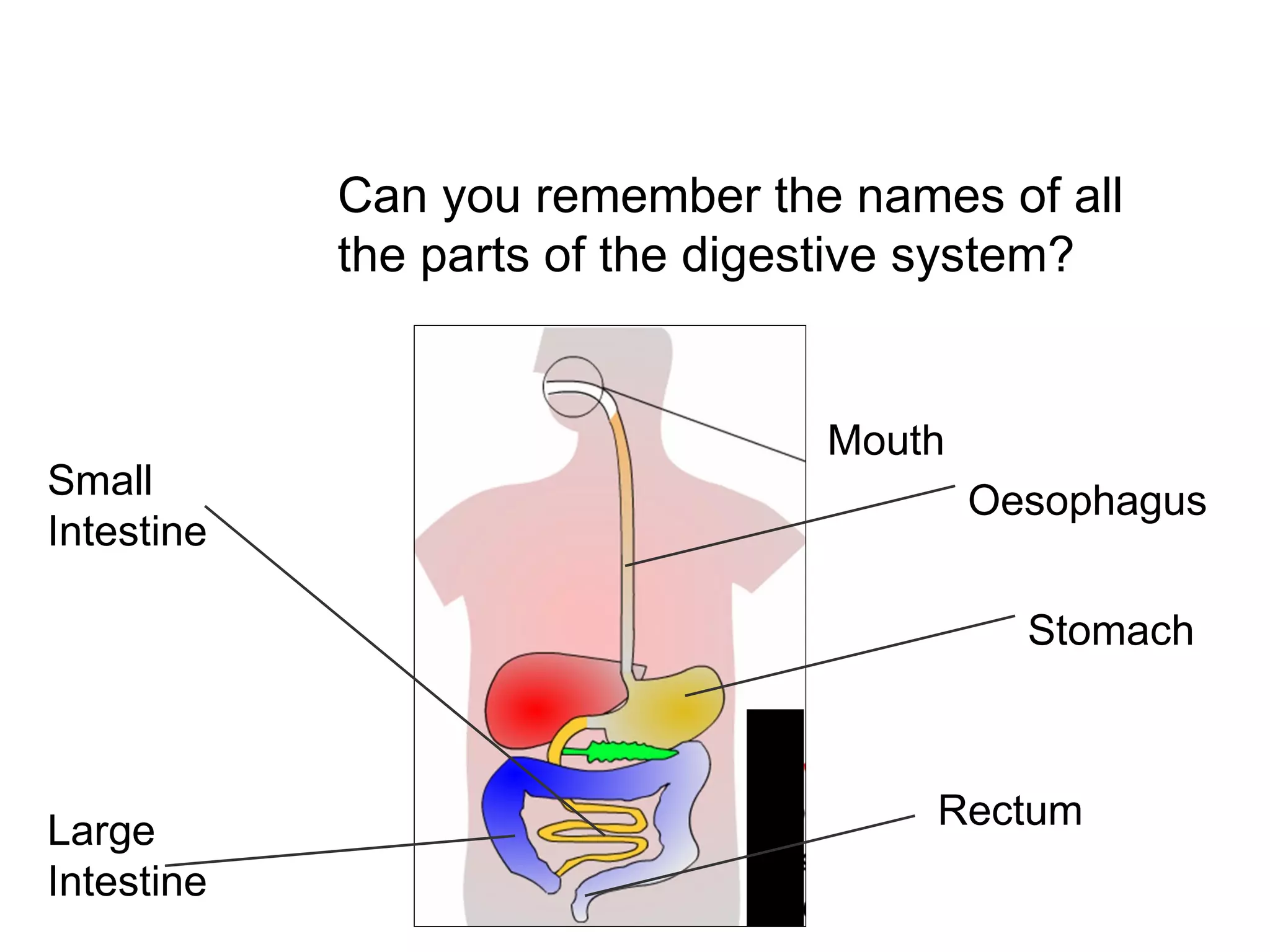 Y7 Life 10 digestive enzymes | PPT