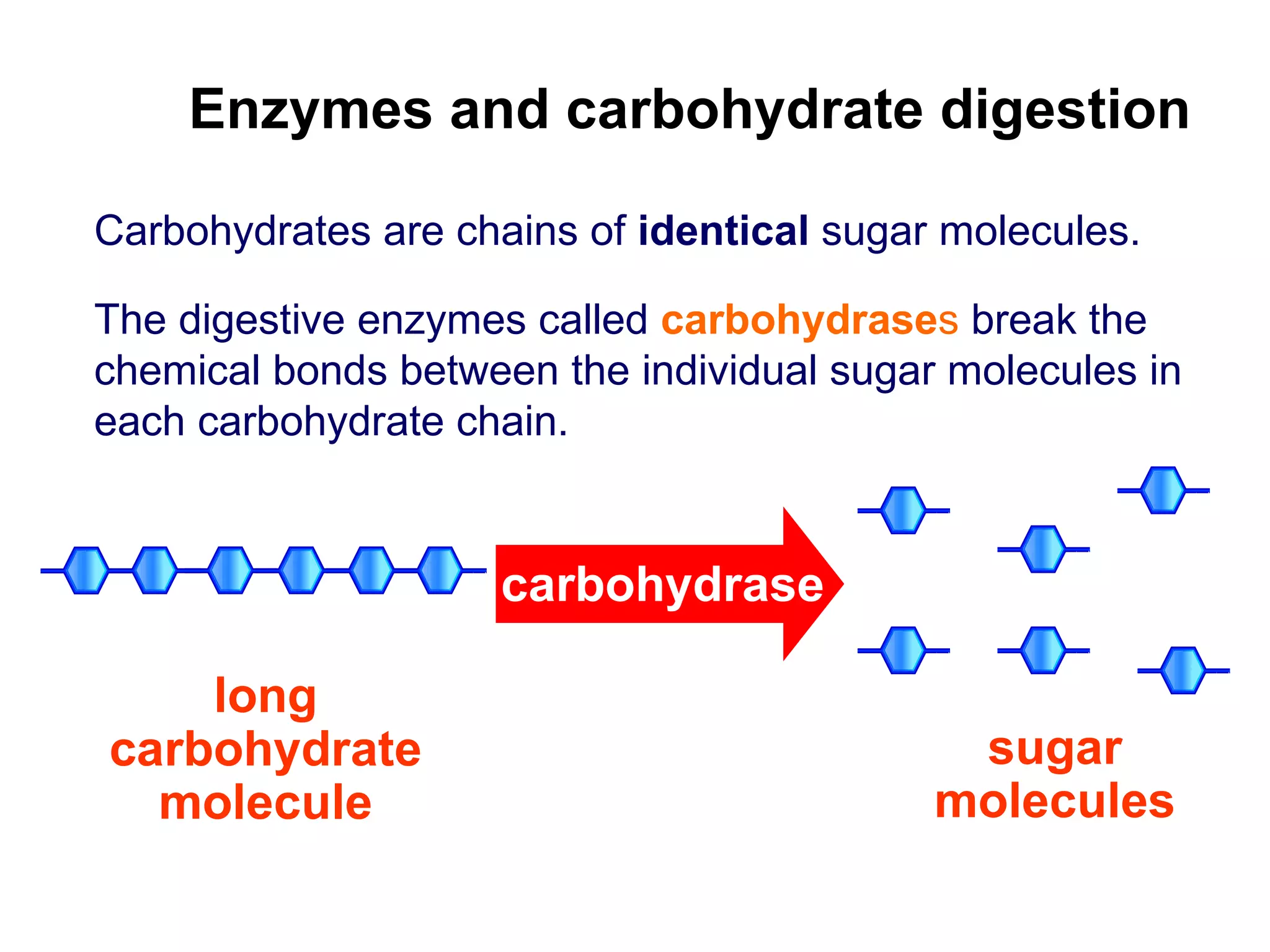 Y7 Life 10 digestive enzymes | PPT