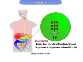 Y7 Life 10 digestive enzymes | PPT