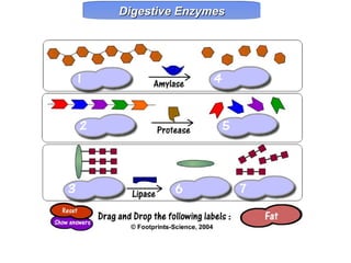 Y7 Life 10 digestive enzymes | PPT