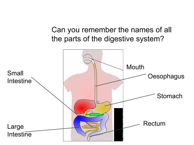 Y7 Life 10 digestive enzymes | PPT | Digestive Disorders | Diseases and ...