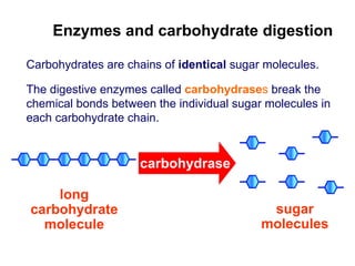 Y7 Life 10 digestive enzymes | PPT