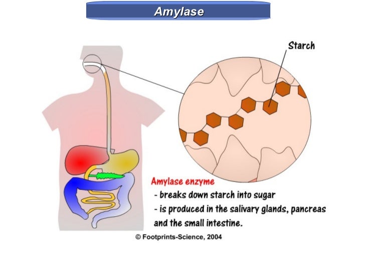 Y7 Life 10 digestive enzymes