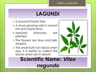 10 DOH Approved Herbal Medicine | PPTX