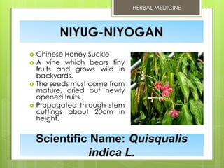 Niyog Niyogan Plant