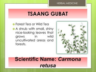Tsaang Gubat Plant