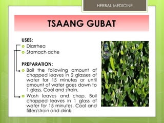Tsaang Gubat Plant