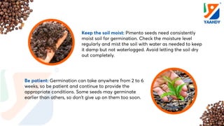 10 Easy Steps to Growing Pimento Seeds.pdf