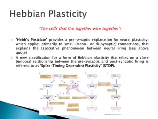 Molecular Neurobiology Overview Presentation | PPT