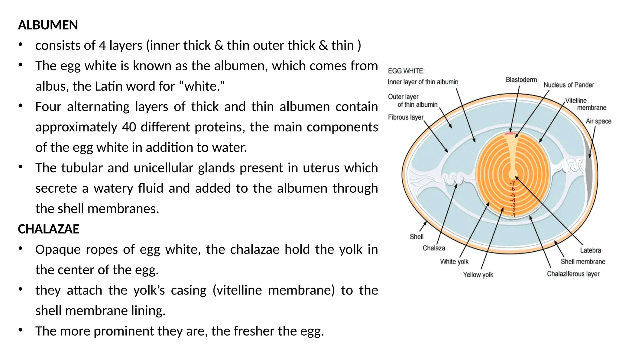 Egg Structure and Composition.pptx download | PPTX