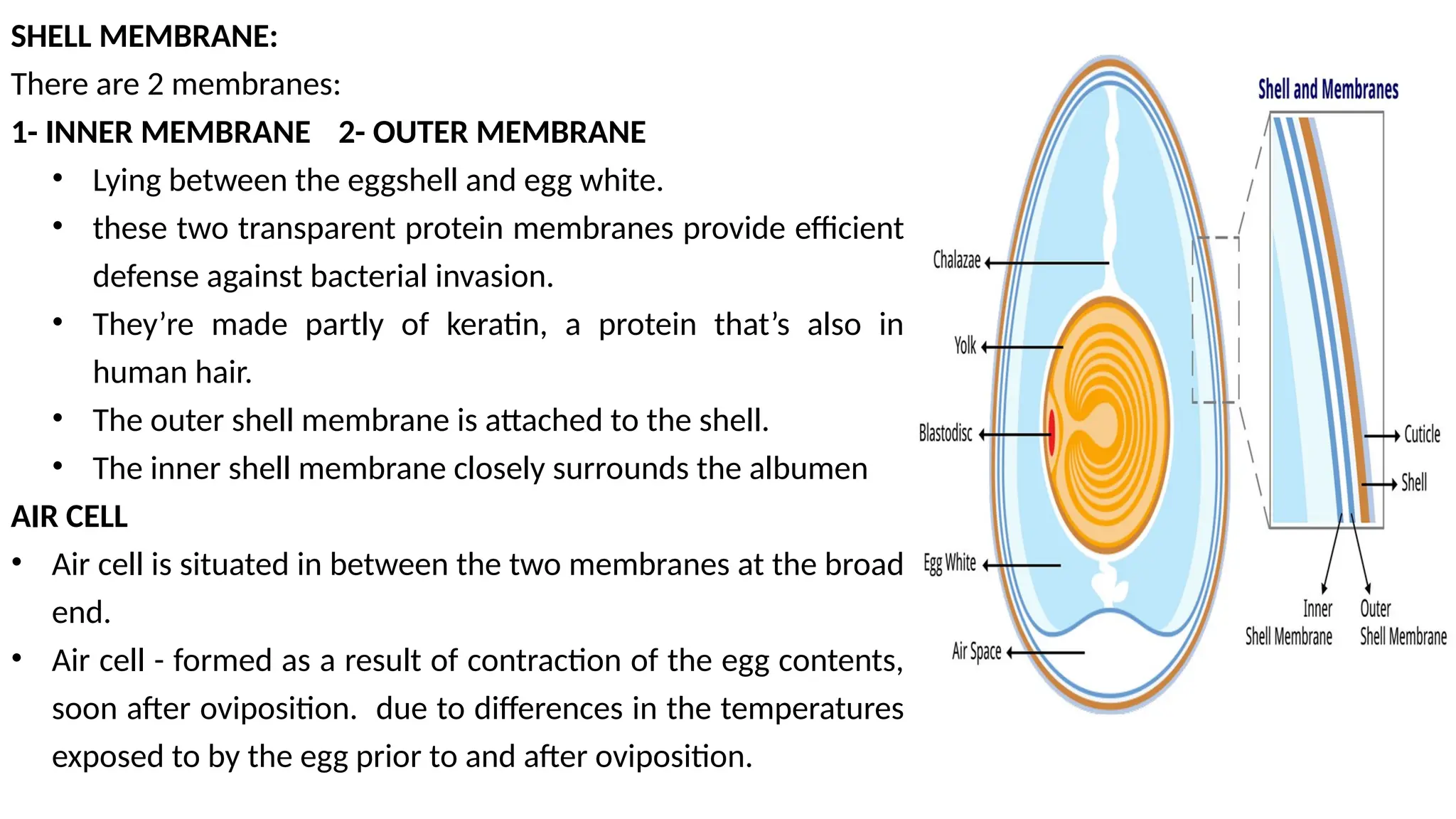 Egg Structure and Composition.pptx download | PPTX