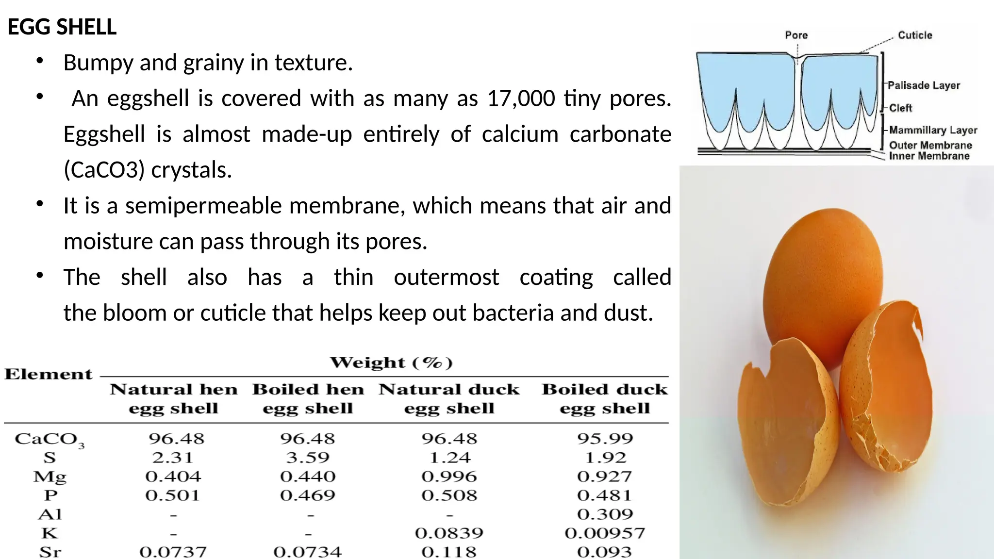 Egg Structure and Composition.pptx download | PPTX