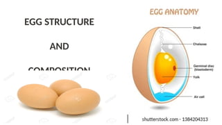 Egg Structure and Composition.pptx download | PPTX