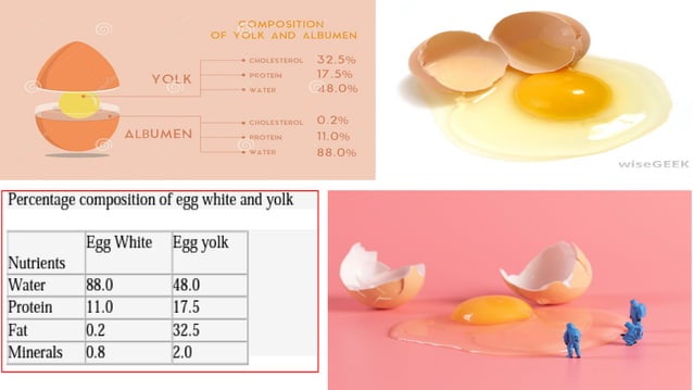 Egg Structure and Composition.pptx download | PPTX