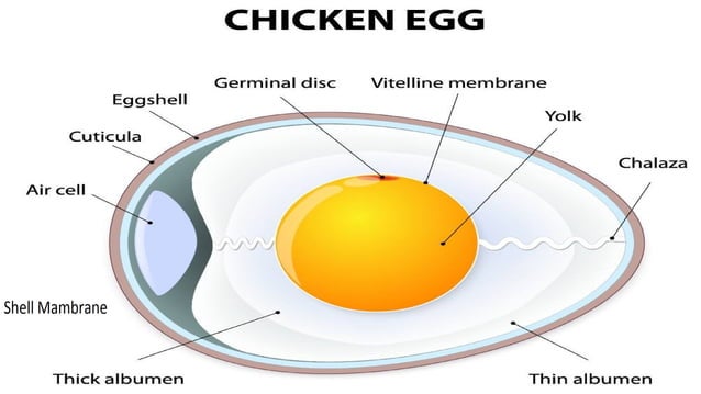 Egg Structure and Composition.pptx download | PPTX