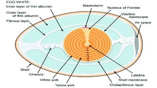 Egg Structure and Composition.pptx download | PPTX
