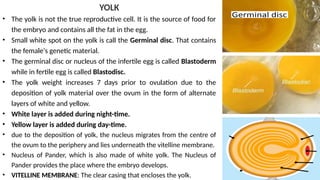 Egg Structure and Composition.pptx download | PPTX