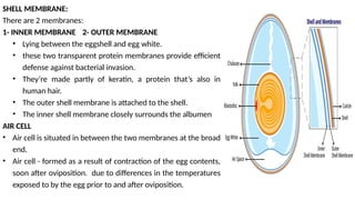 Egg Structure and Composition.pptx download | PPTX