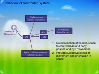 10e posture and balance | PPT