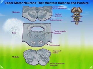 10e posture and balance | PPT