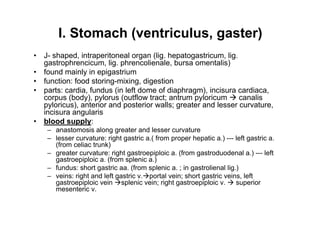 10e stomach | PPT