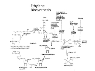 Ethylene plant growth hormones that increase growth.pptx