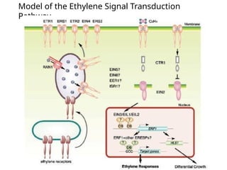Ethylene plant growth hormones that increase growth.pptx