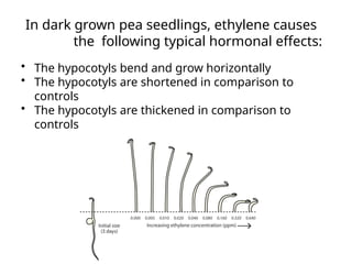 Ethylene plant growth hormones that increase growth.pptx