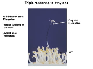 Ethylene plant growth hormones that increase growth.pptx