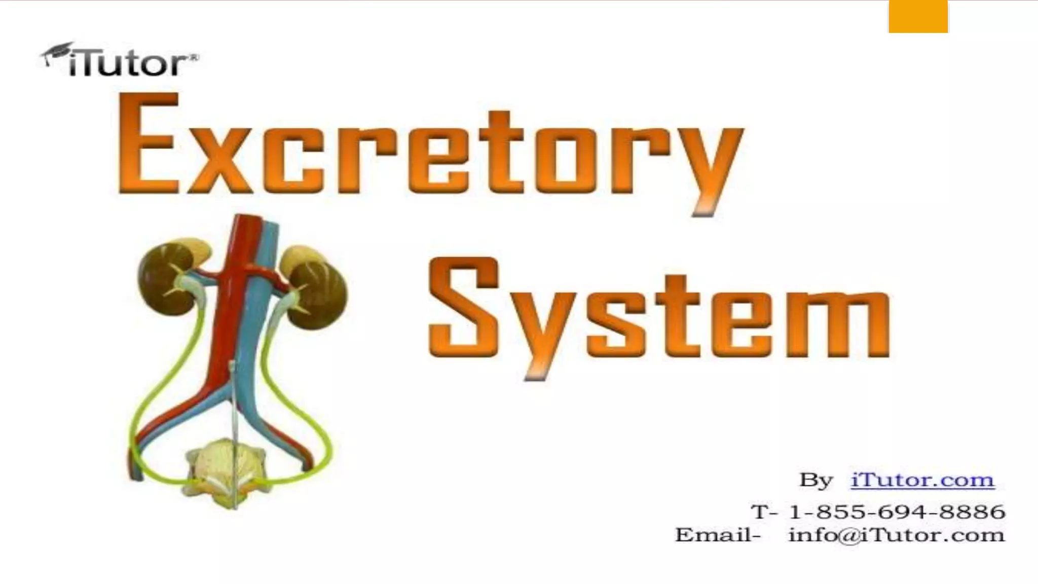 10 excretory system | PPT
