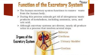 10 excretory system | PPTX