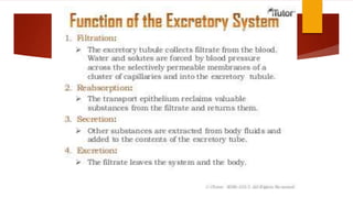 10 excretory system | PPT