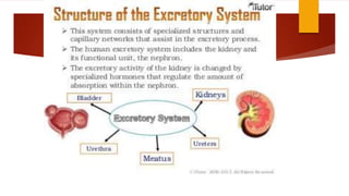 10 excretory system | PPTX
